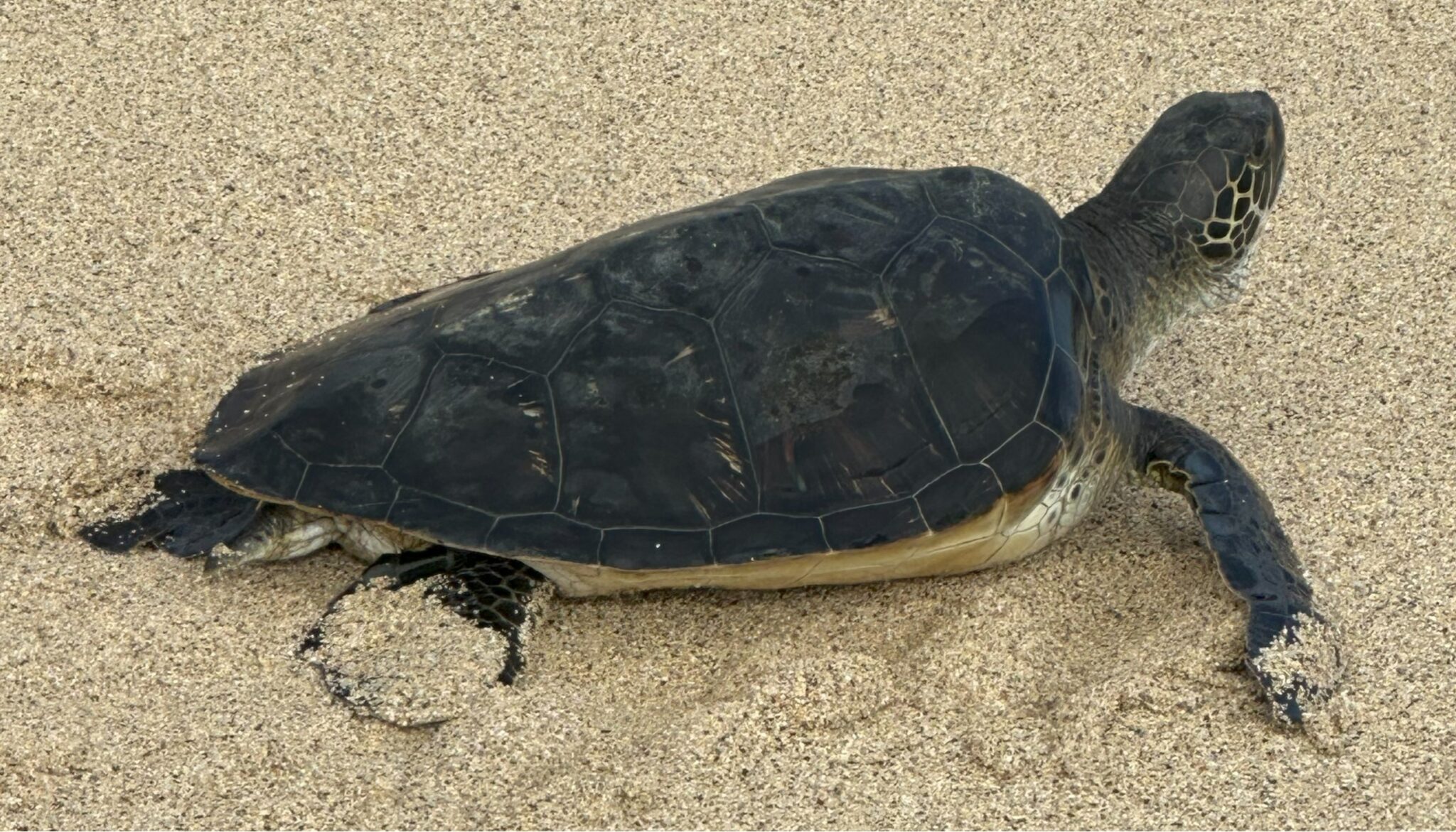Sea Life Turtle Release - Mauka to Makai